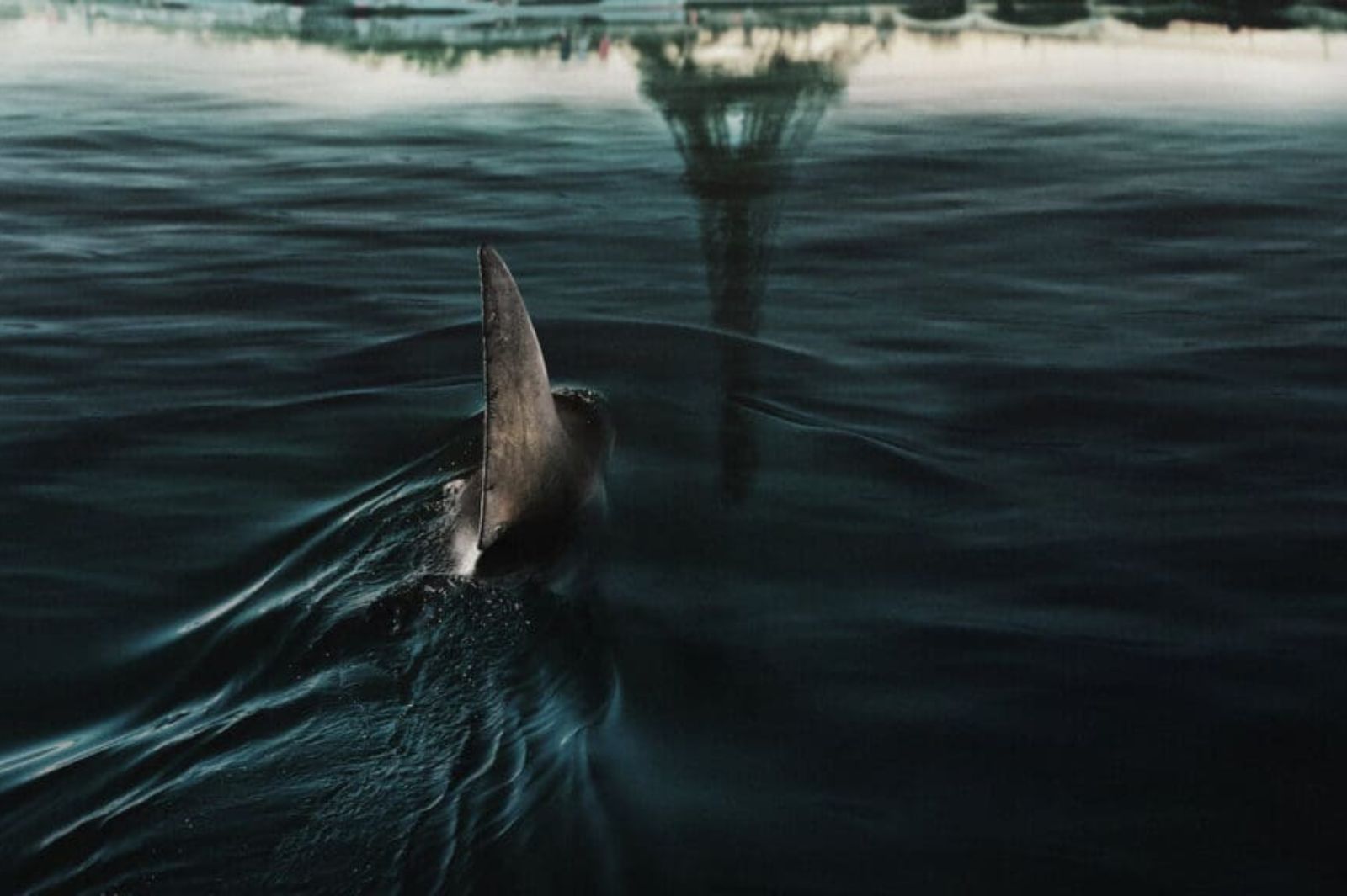 Under Paris (2024). Film review of the horror about sharks in the ...